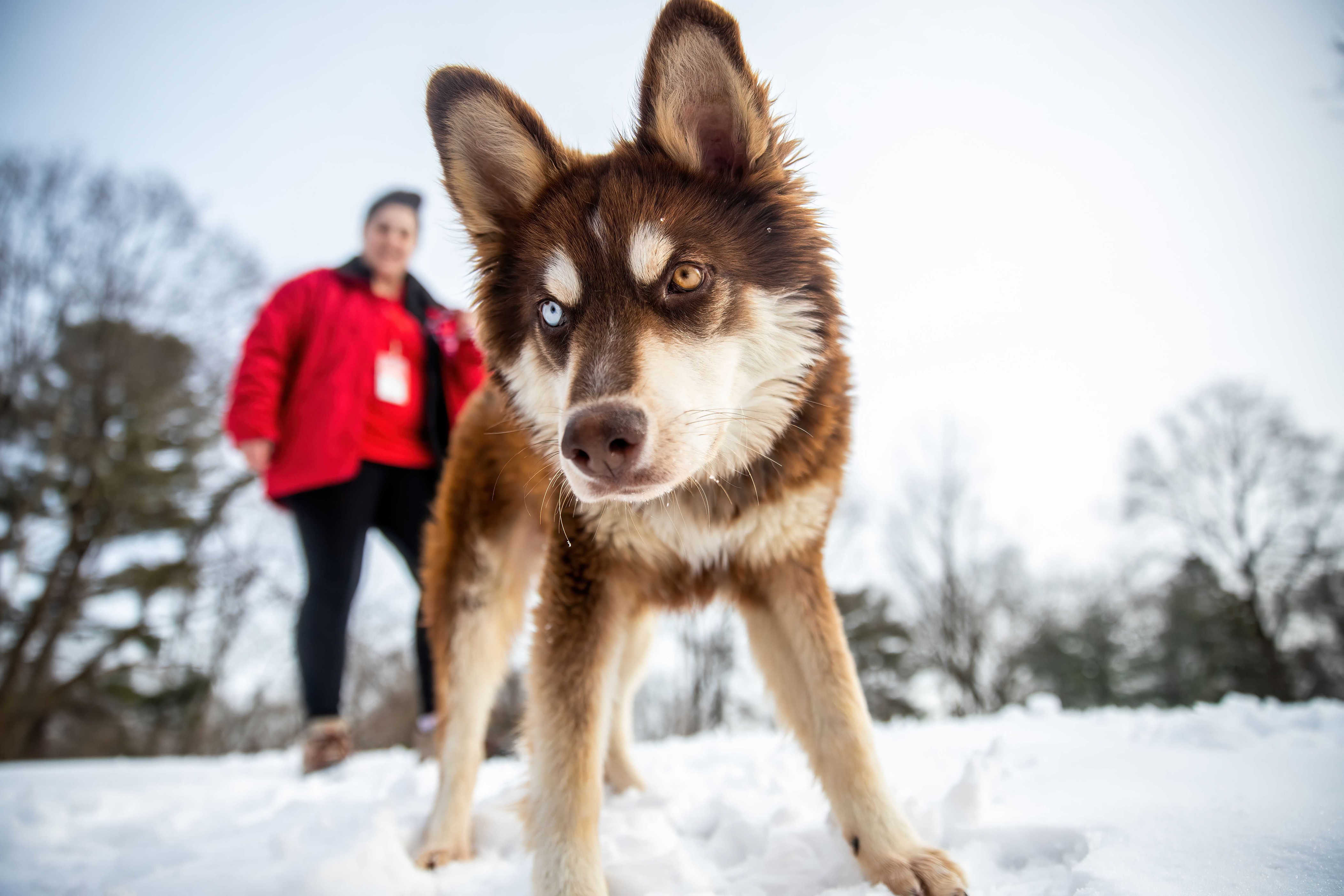 Dogs from Los Angeles fire zones ready for adoption in Mass.