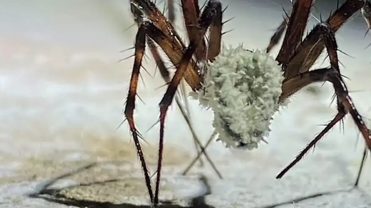 Esta es la nueva especie controlada por un «hongo zombie» que preocupa ...