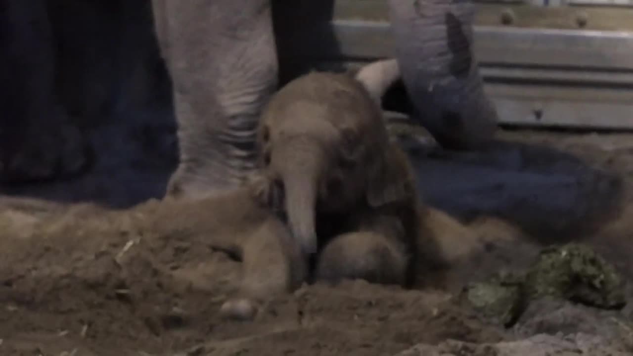 Baby elephant takes its first steps at Oregon Zoo