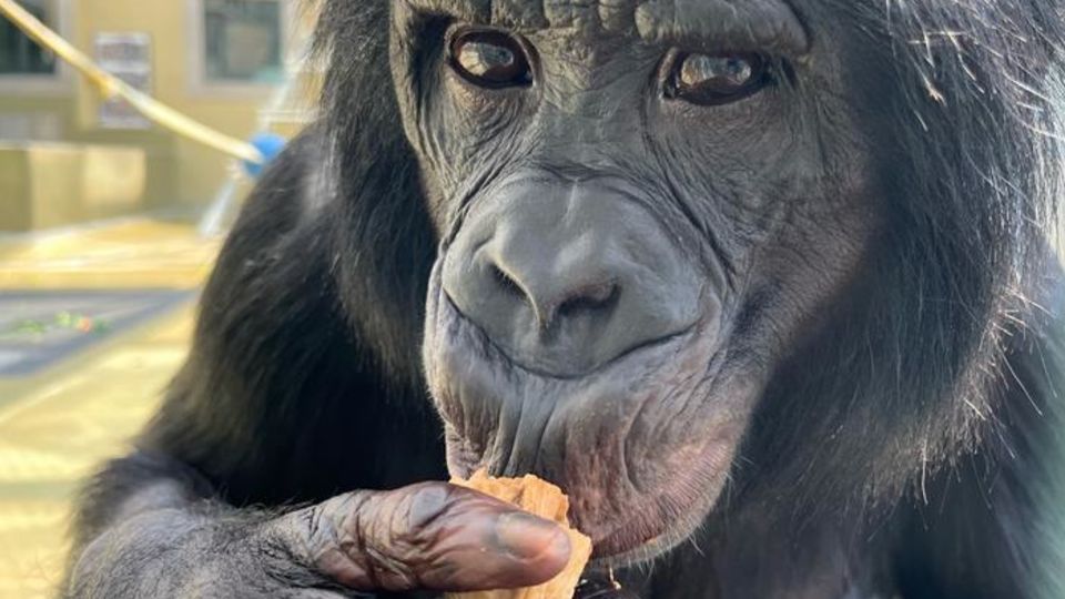 These apes can tell when humans don’t know something, study finds