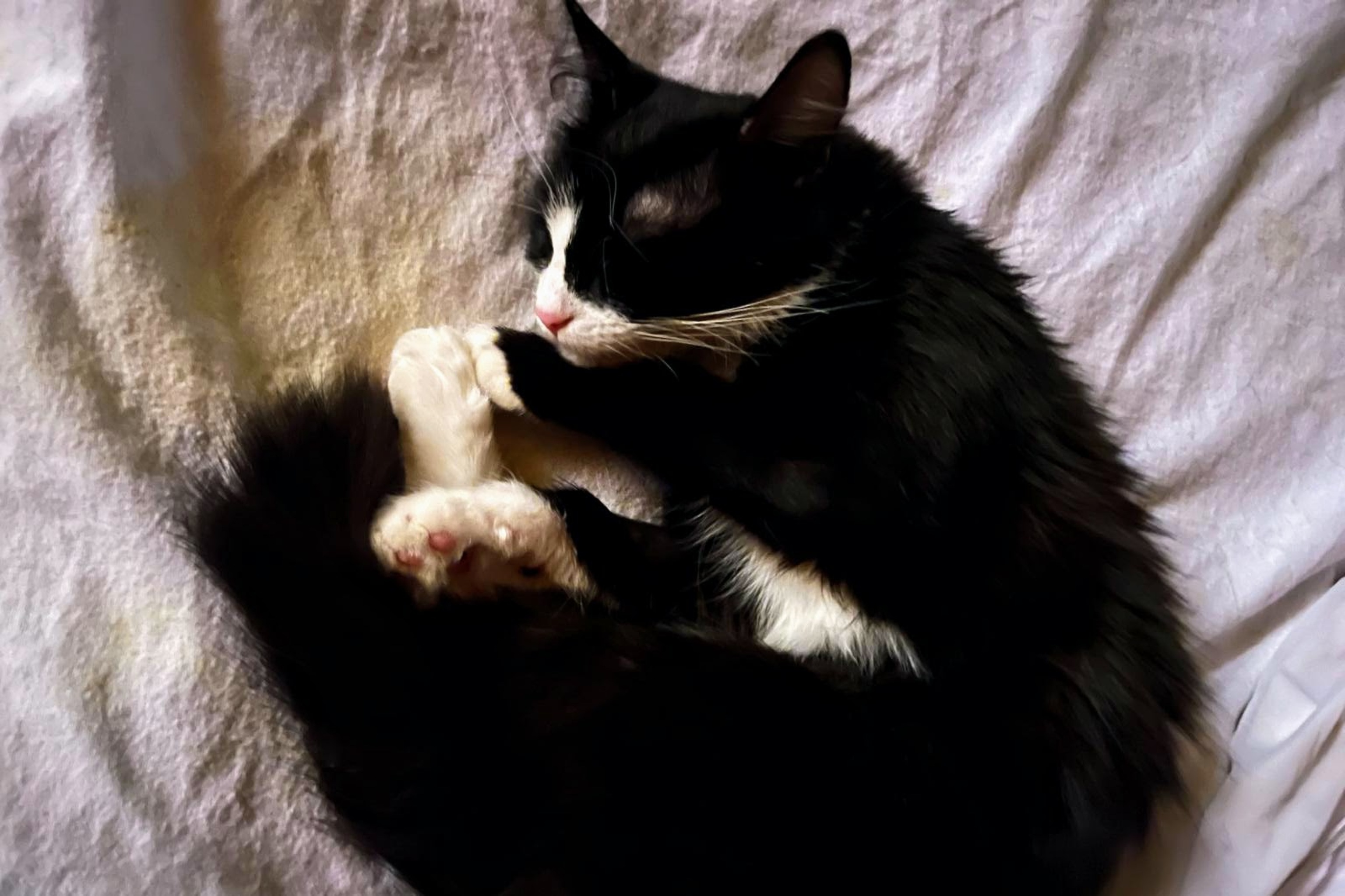 Probe opened after doctor gives cat CAT scan