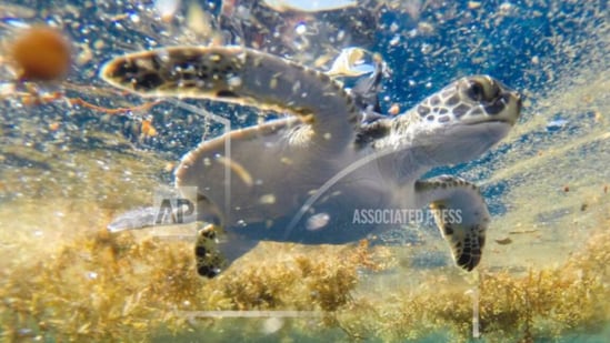 World News Live Today February 5, 2025: Scientists trace sea turtles ...