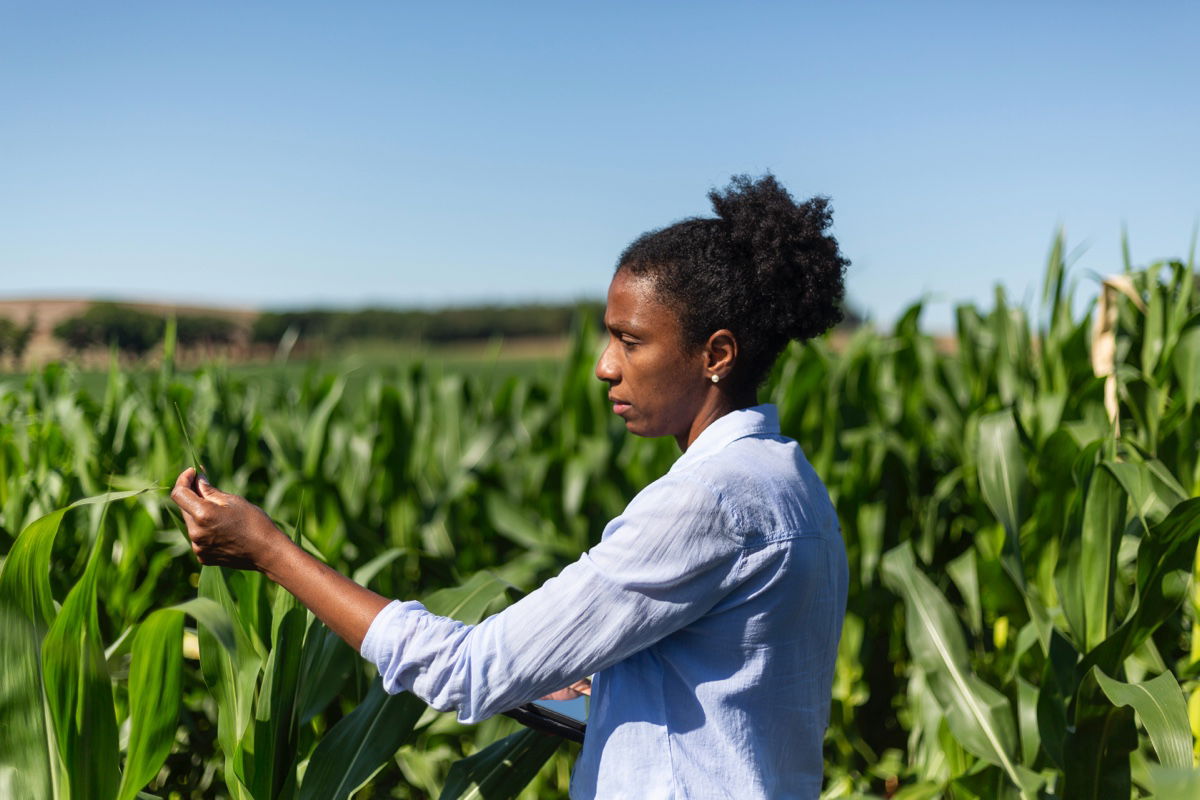 Help The Black Farmer's Index Combat Food Insecurity And Agricultural ...