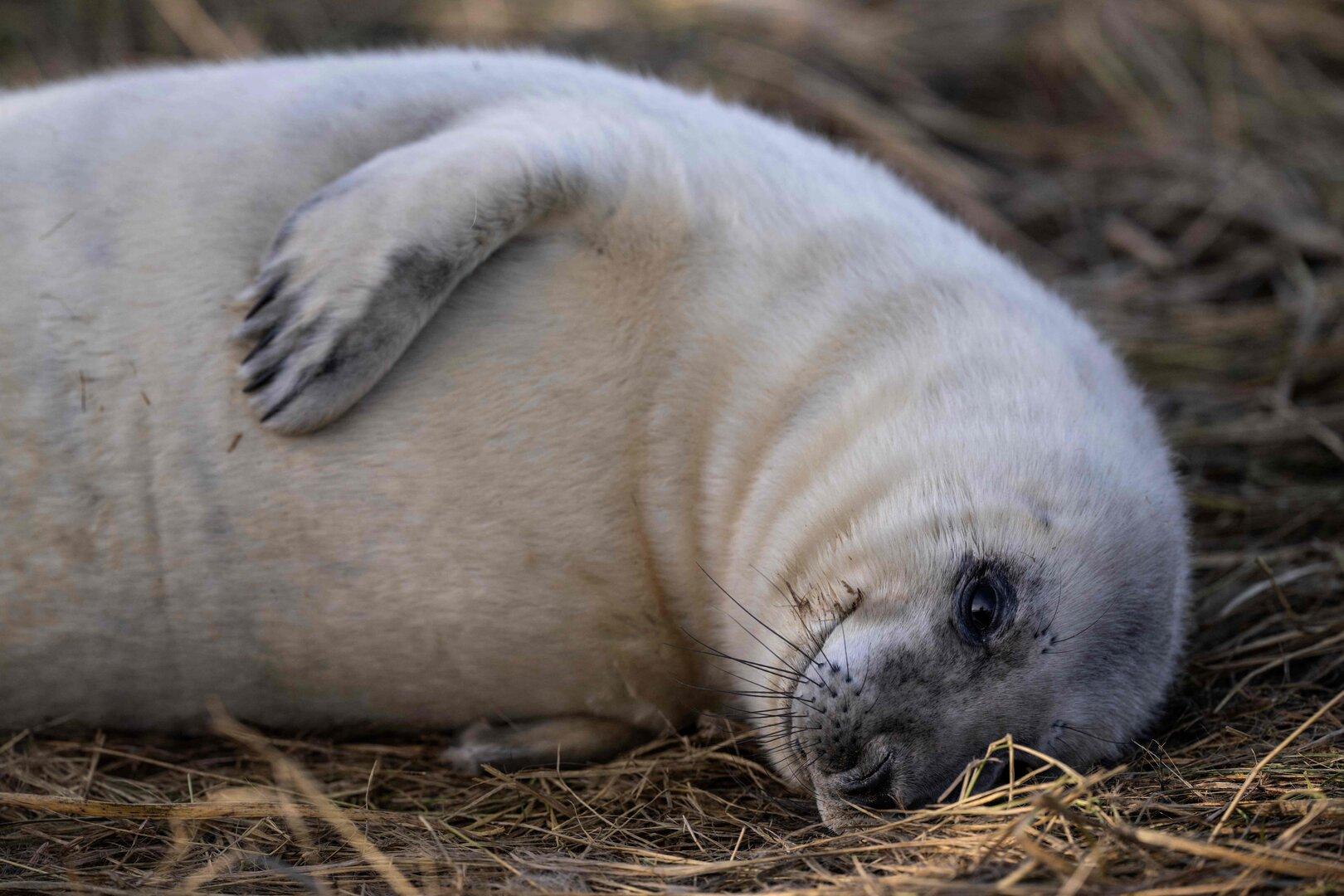 "Seltsame Szene": Robbe bricht in Hotelzimmer ein