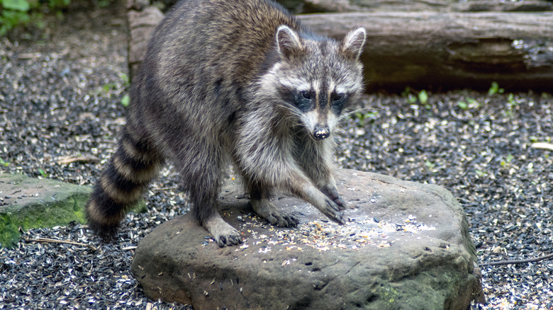The Simple Tool That Keeps Raccoons From Munching Your Bird Seed