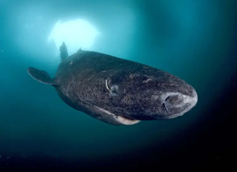 Scientists discover 500-year-old shark, Earth's longest living vertebrate