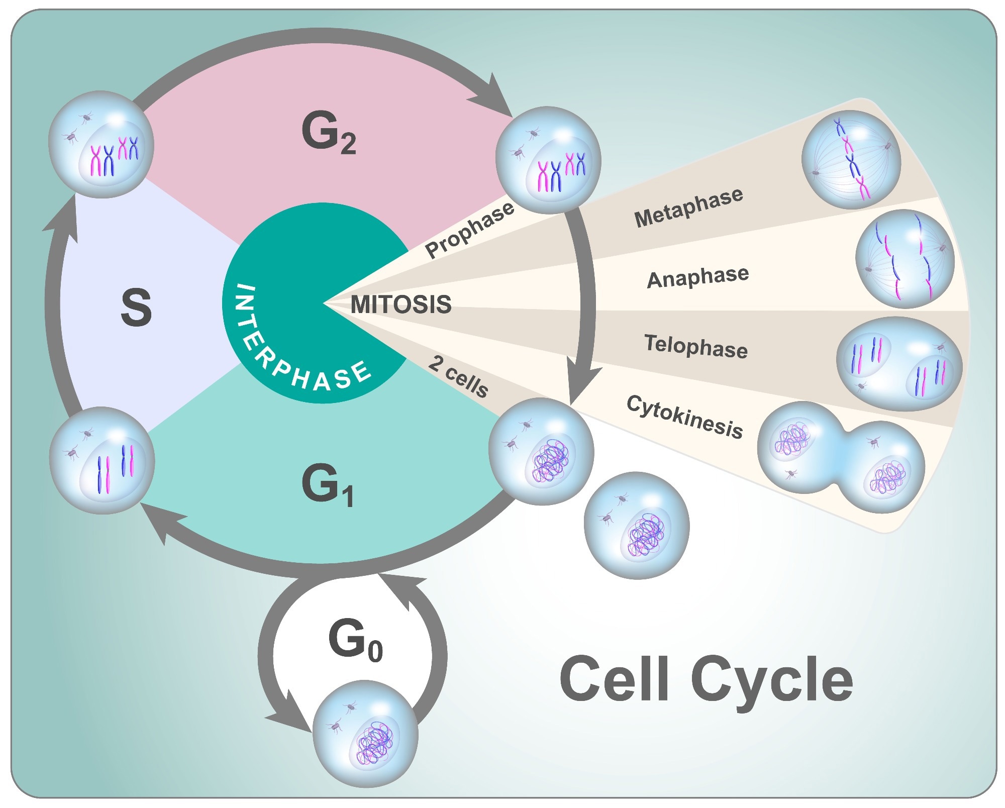 What Are the Phases of Mitosis?