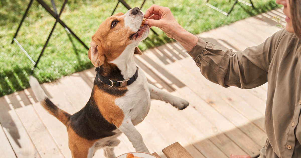 Here Are the 27 Dog Breeds That Save You the Most Money on Vet Bills