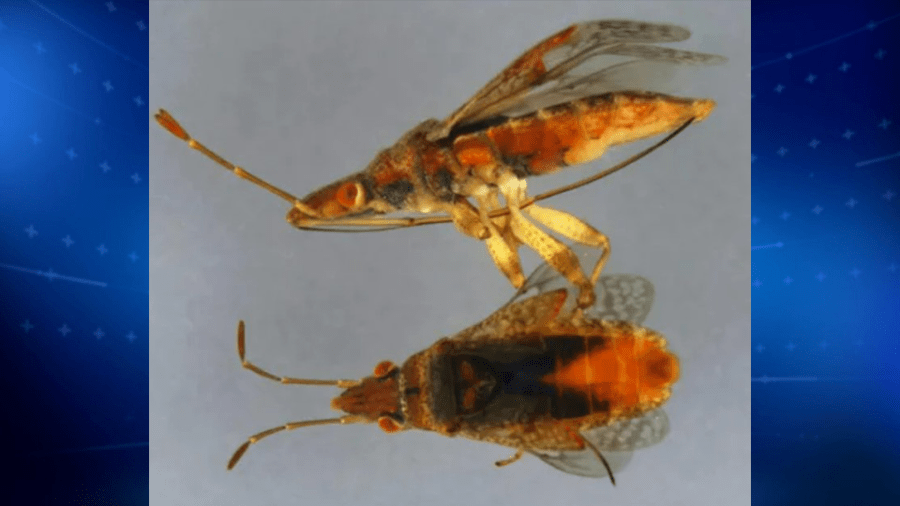 Rare invasive bug intercepted at Detroit airport