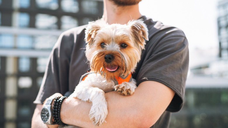What Makes Yorkies Good Dogs For First-Time Pet Parents
