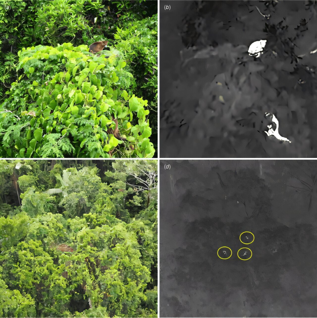 Rare, almost mythical Australian tree kangaroos can finally be studied ...