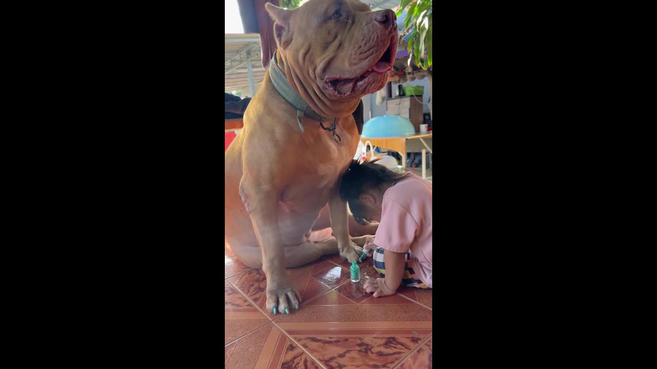 Nice, paw-dicure! Pet pit bull sits still while toddler paints her ...