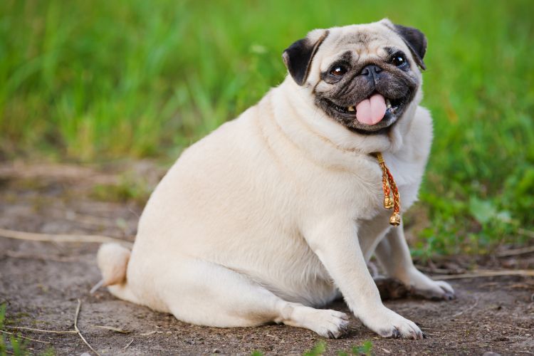 15 Adorable Smushed Face Dog Breeds You’ll Love