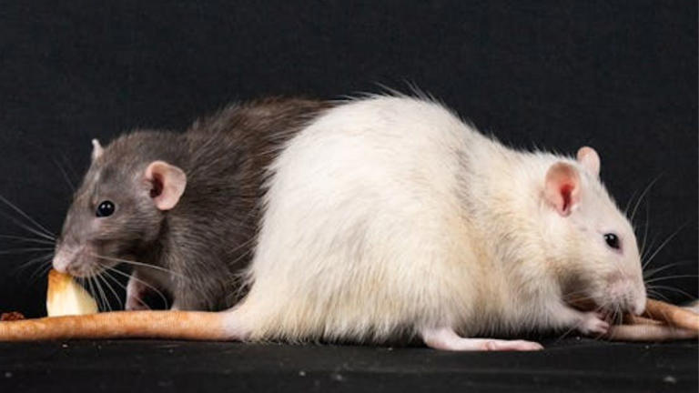 5 tips om ratten uit je huis te houden