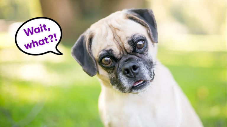 Why Every Latino Dog is a ‘Firulais’—And How It Started as a Question ...