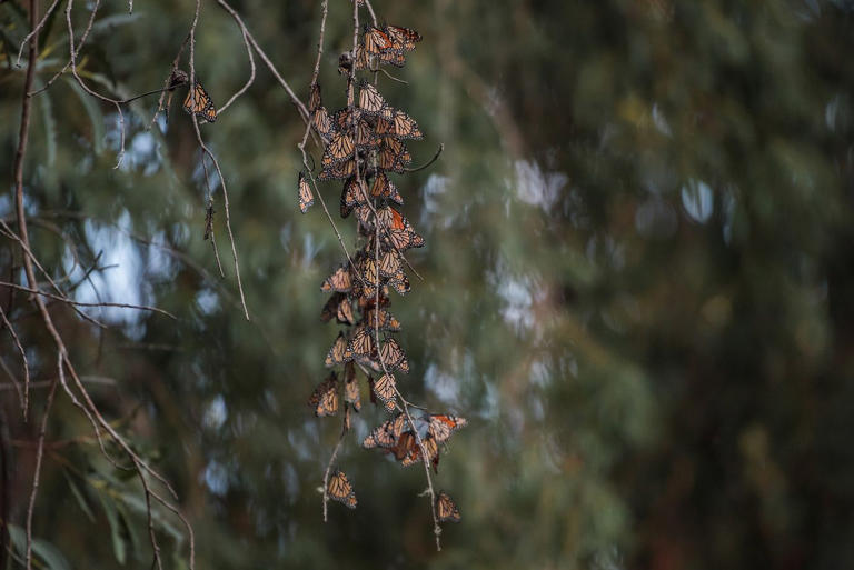 Here’s How the Los Angeles Wildfires Are Affecting Animals, From Fish ...