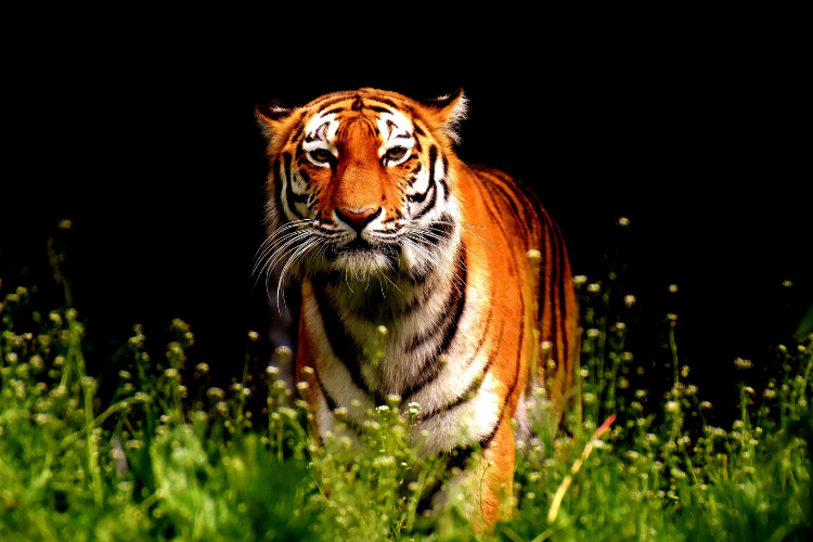 The Greatest Animal Escape Artists Who Outsmarted Their Captors