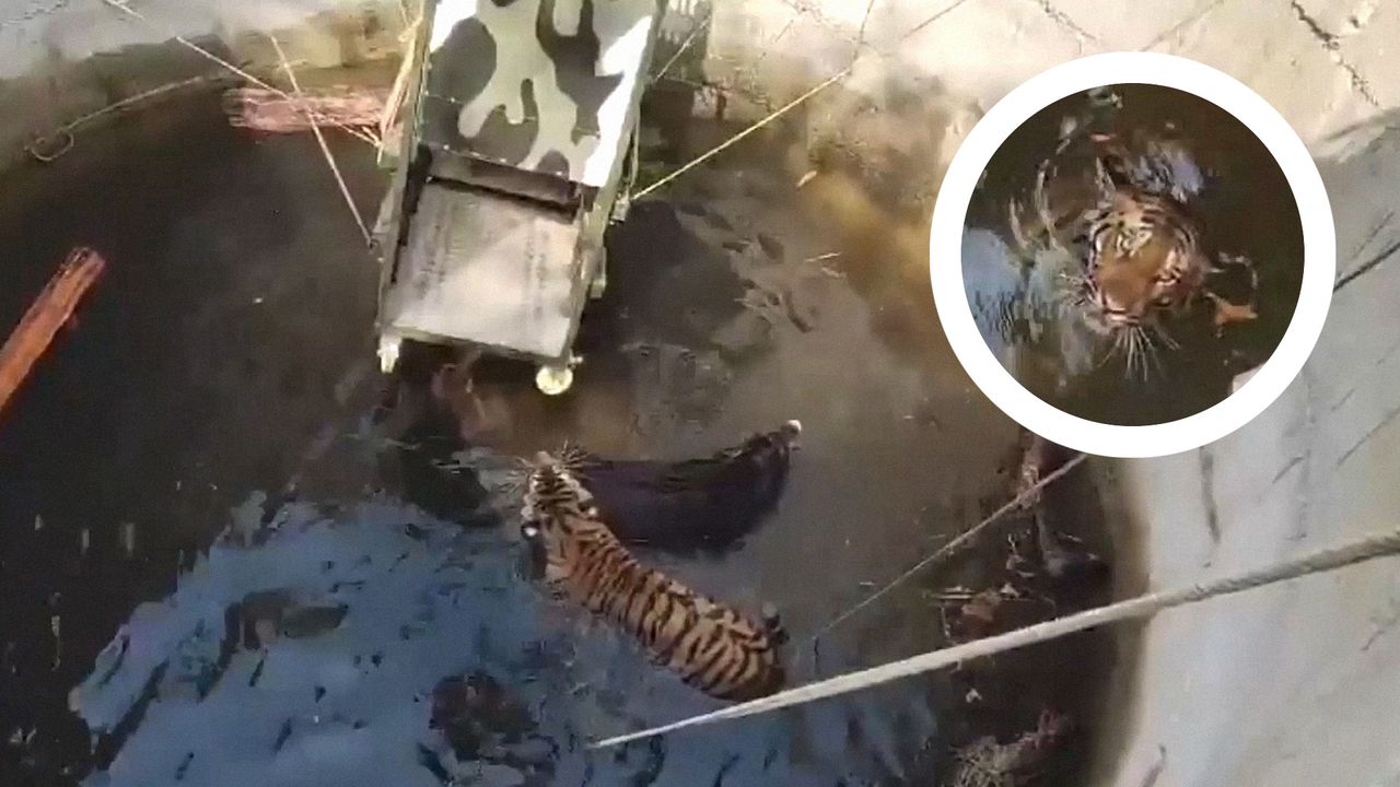 Tiger cub falls into well while chasing wild boar