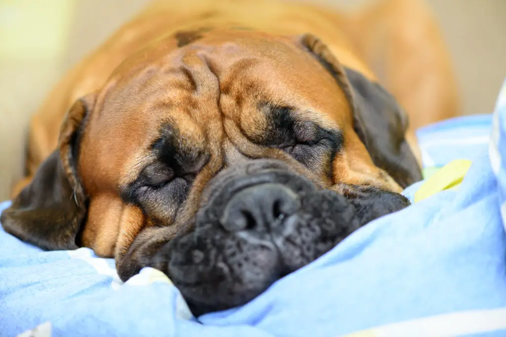 10 Breeds That Make the Worst Guard Dogs (Even If They Look Tough)