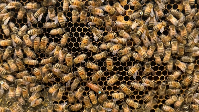 How researchers use technology to track bees