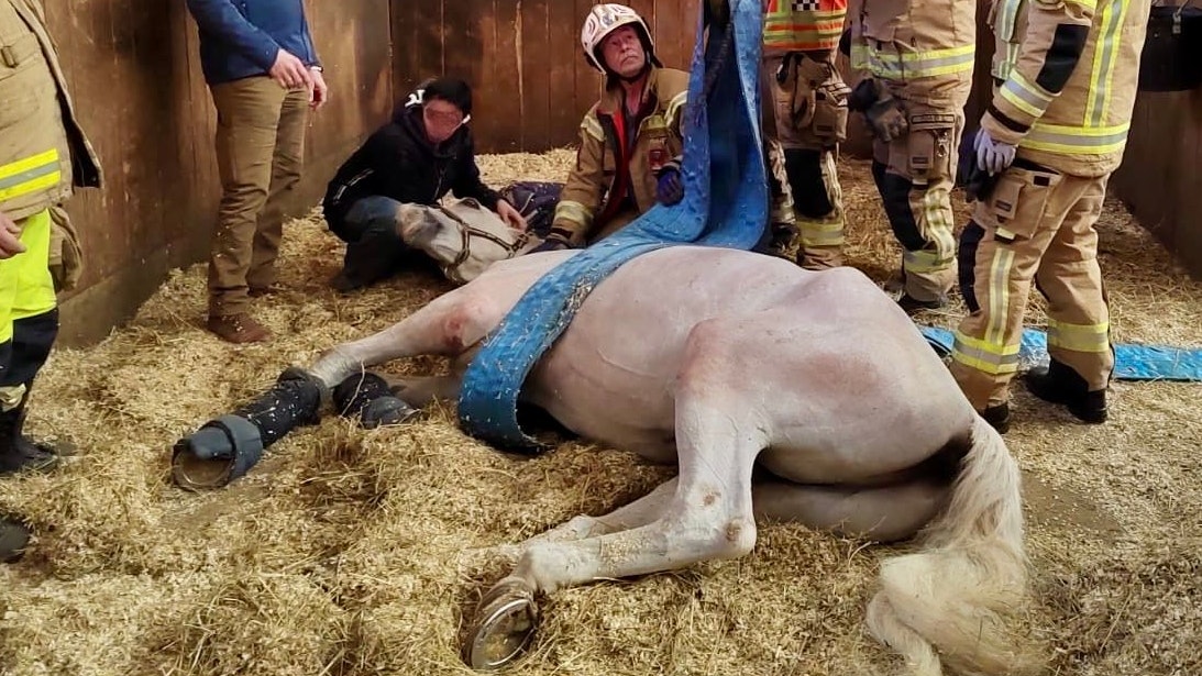 Tierdrama! Feuerwehr rettet Pferd im Magna Racino