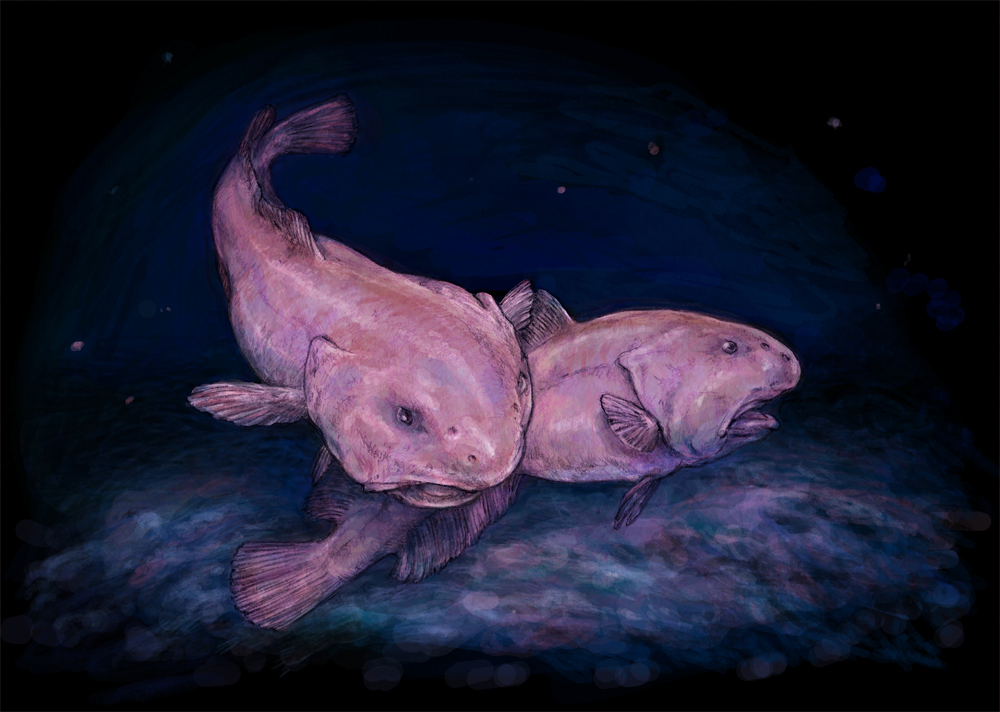 Meet the Blobfish: Why This Ugly Fish Is Actually Fascinating Meet the Blobfish: Why This Ugly Fish Is Actually Fascinating