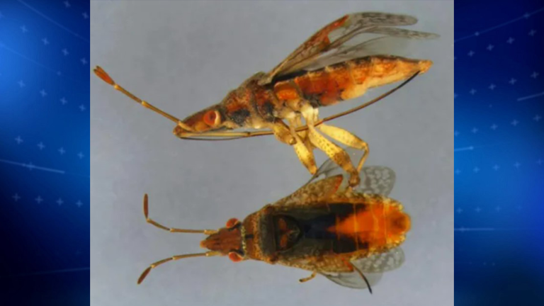 Rare invasive bug intercepted at Detroit airport