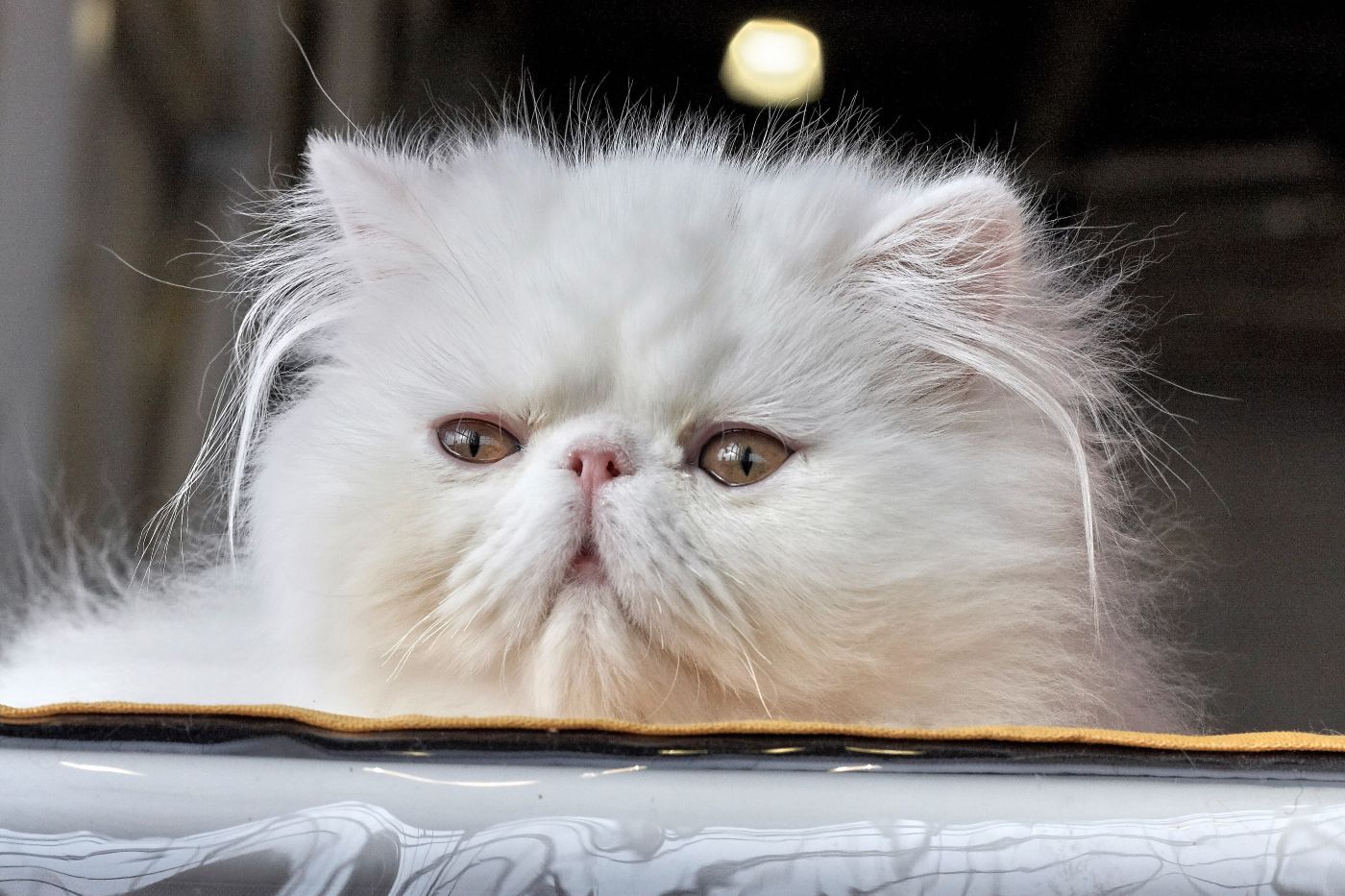 9 Cutest Flat Faced Cat Breeds You're Going to Love