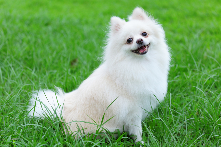 10 Creative Tricks To Keep Your Dirty White Dog Looking Clean