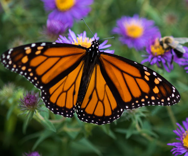 7 perennials to plant in January that pollinators will flock to