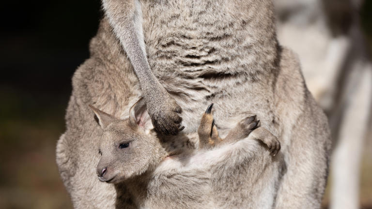 Scientists have successfully produced the first kangaroo embryo through IVF