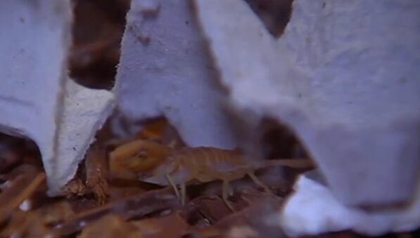 Warm temperatures in Las Vegas Valley could invite insects to hatch early
