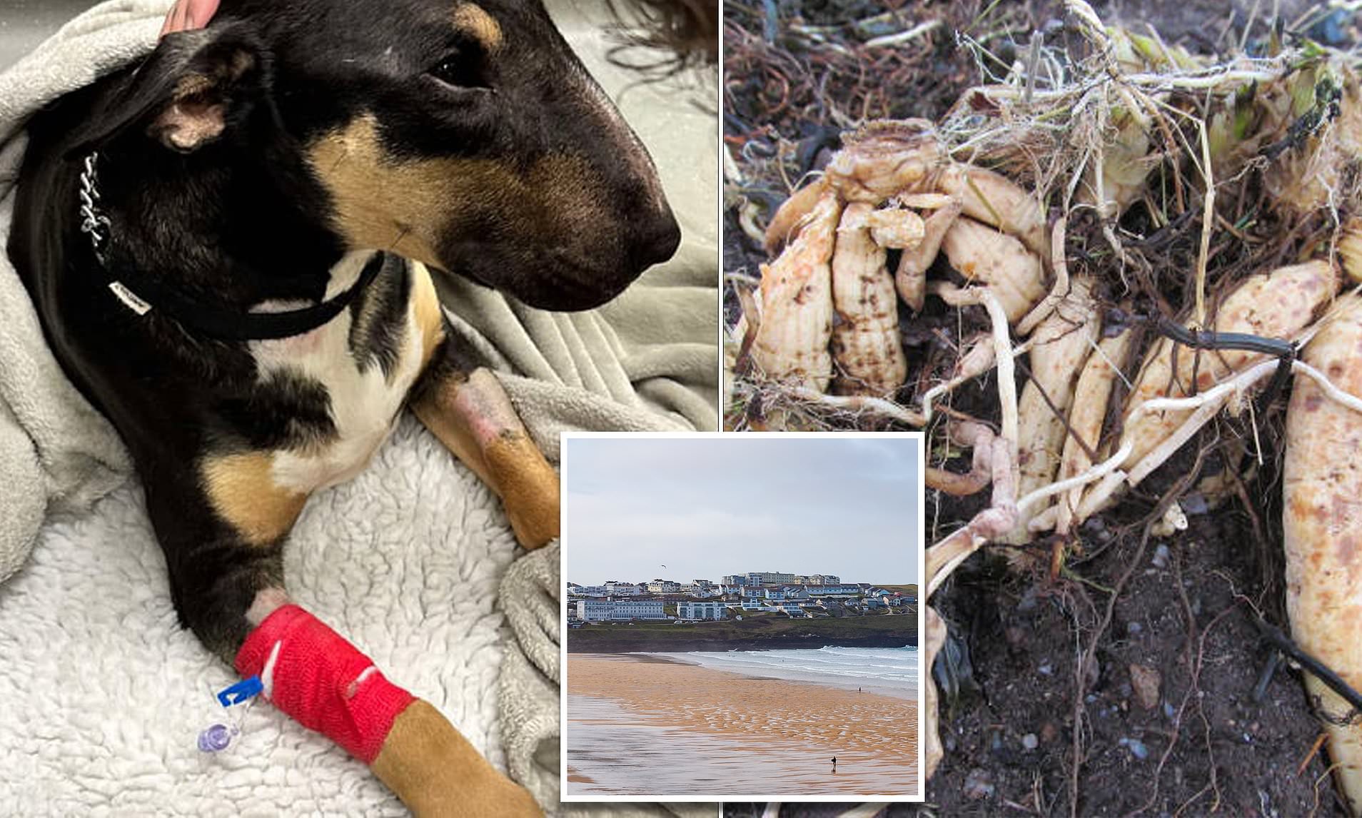 Urgent warning to British dog owners to stay away from poison plant