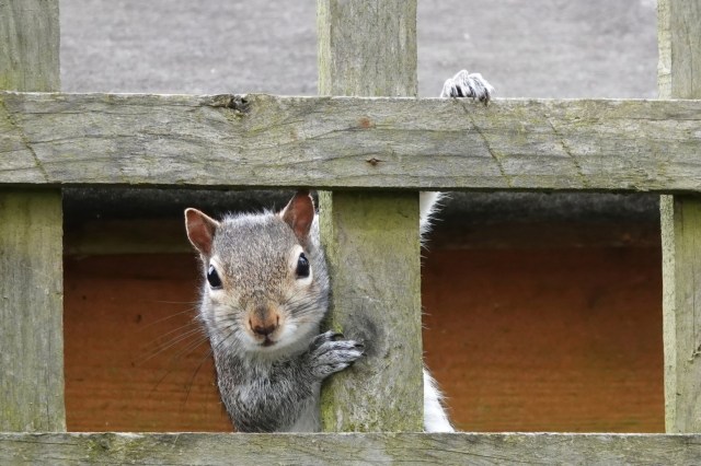 Home gardener shares unconventional method to keep squirrels out: 'We ...