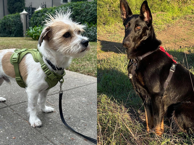 The 5 best no-pull dog harnesses of 2025, tested and reviewed