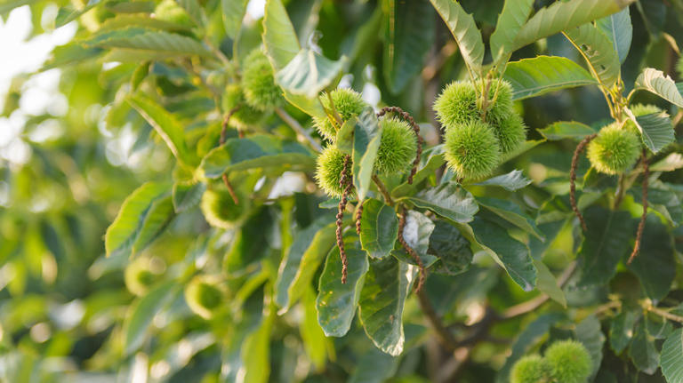 The Best Nut Trees To Grow In Your Yard (And Which Ones To Avoid)