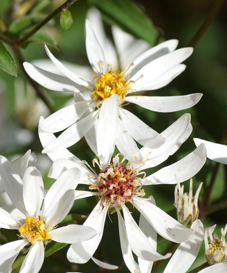 How to grow and care for asters – extend your yard's color palette with ...