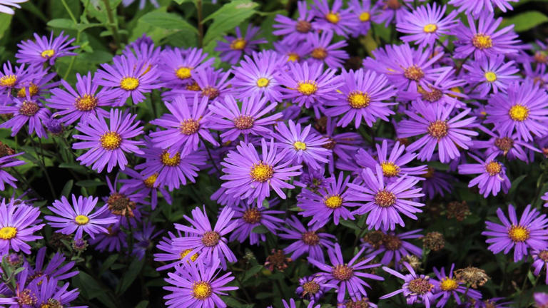 How to grow and care for asters – extend your yard's color palette with ...