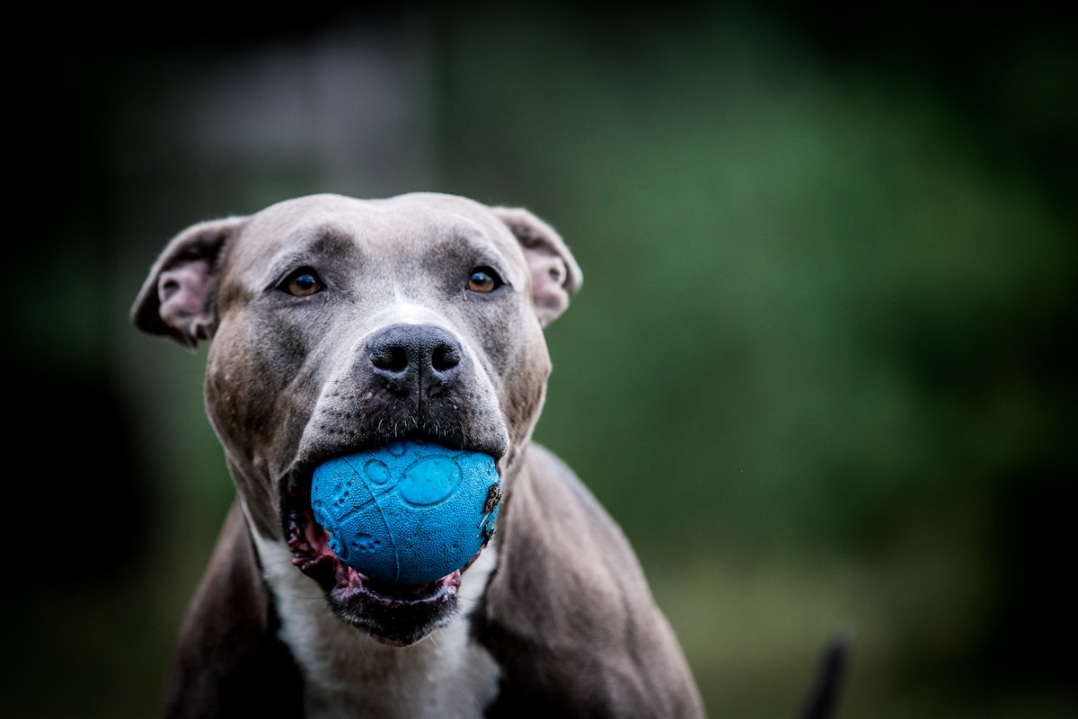 Staffordshire Terrier Brims with Pure Joy When Aussie Buddy Comes for ...
