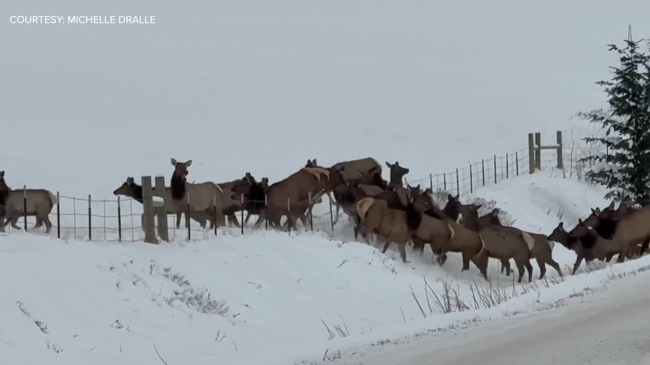 Ranchers concerned over impact of Montana State University animal ...