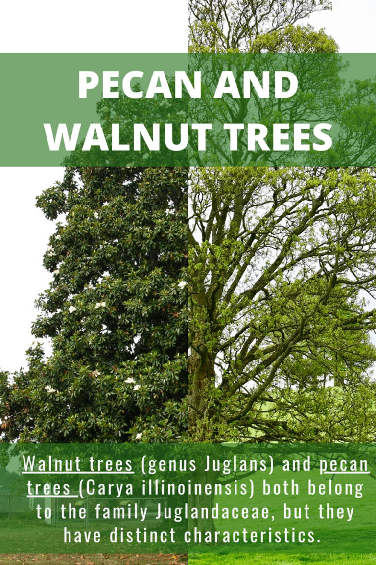 Understanding the Difference Between Pecans and Walnuts