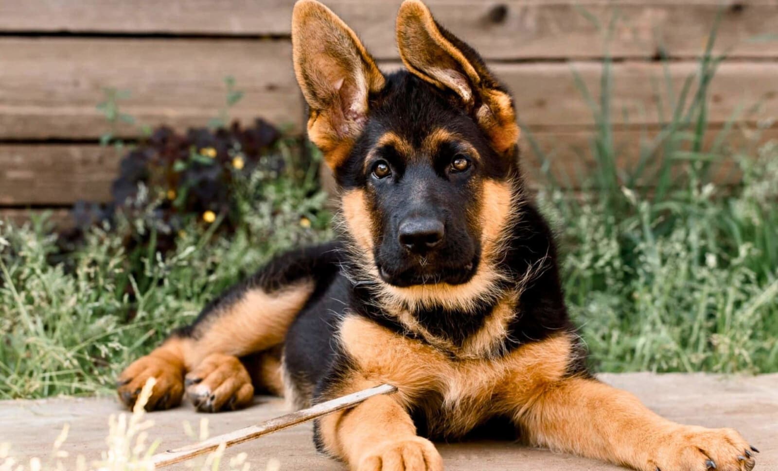 The One Dog Breed I Would Never Recommend for Families with Children