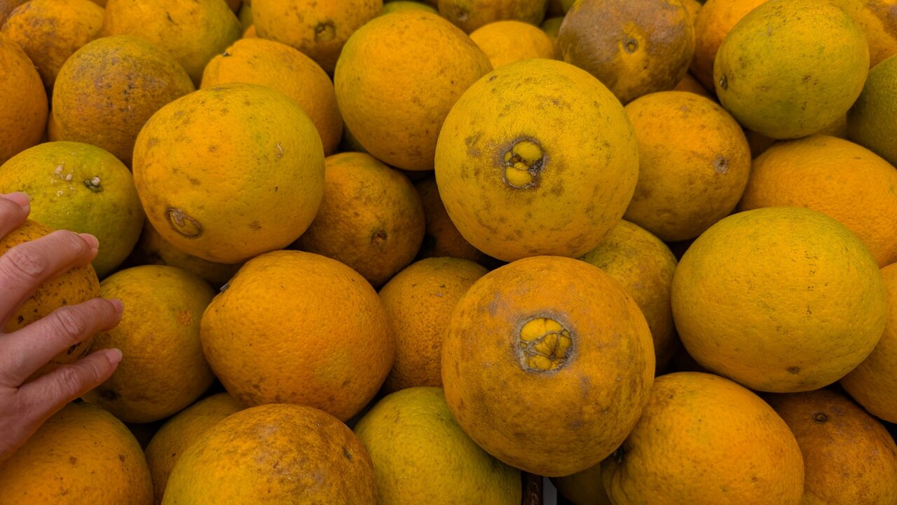 Climate-affected produce is here to stay. Here's what it takes for ...