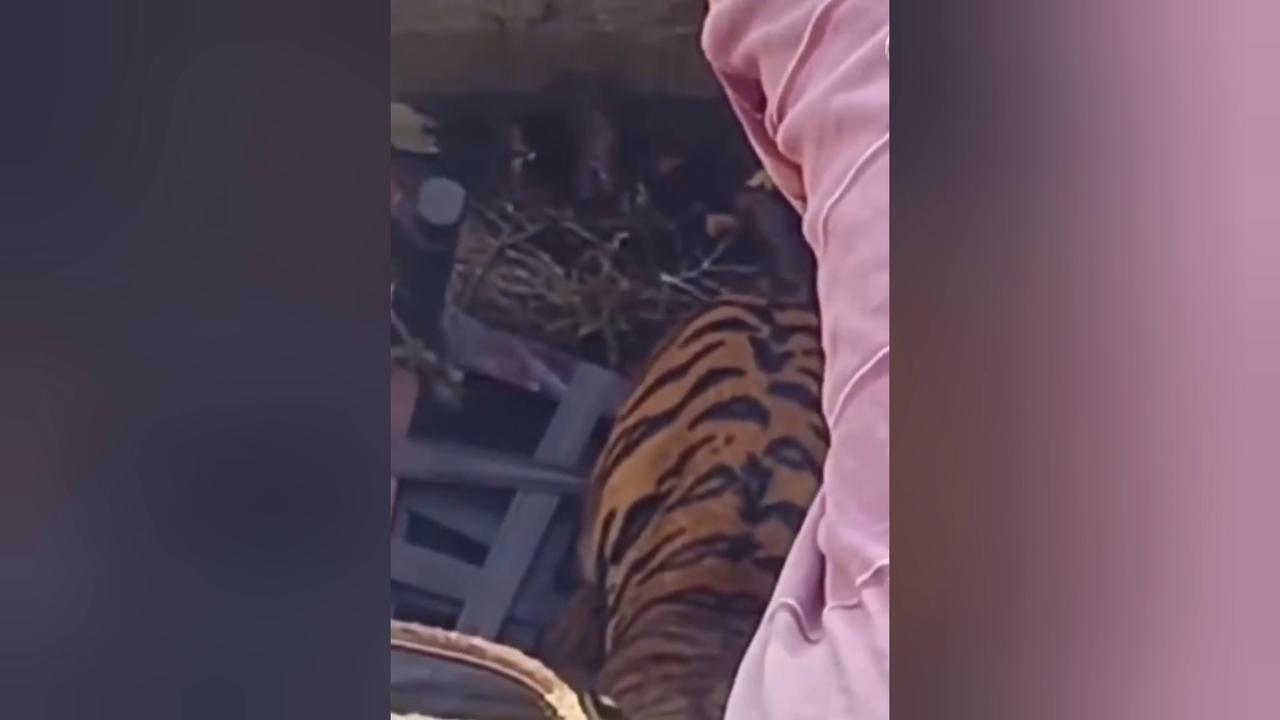 Tiger and wild boar trapped in well after chase rescued in India
