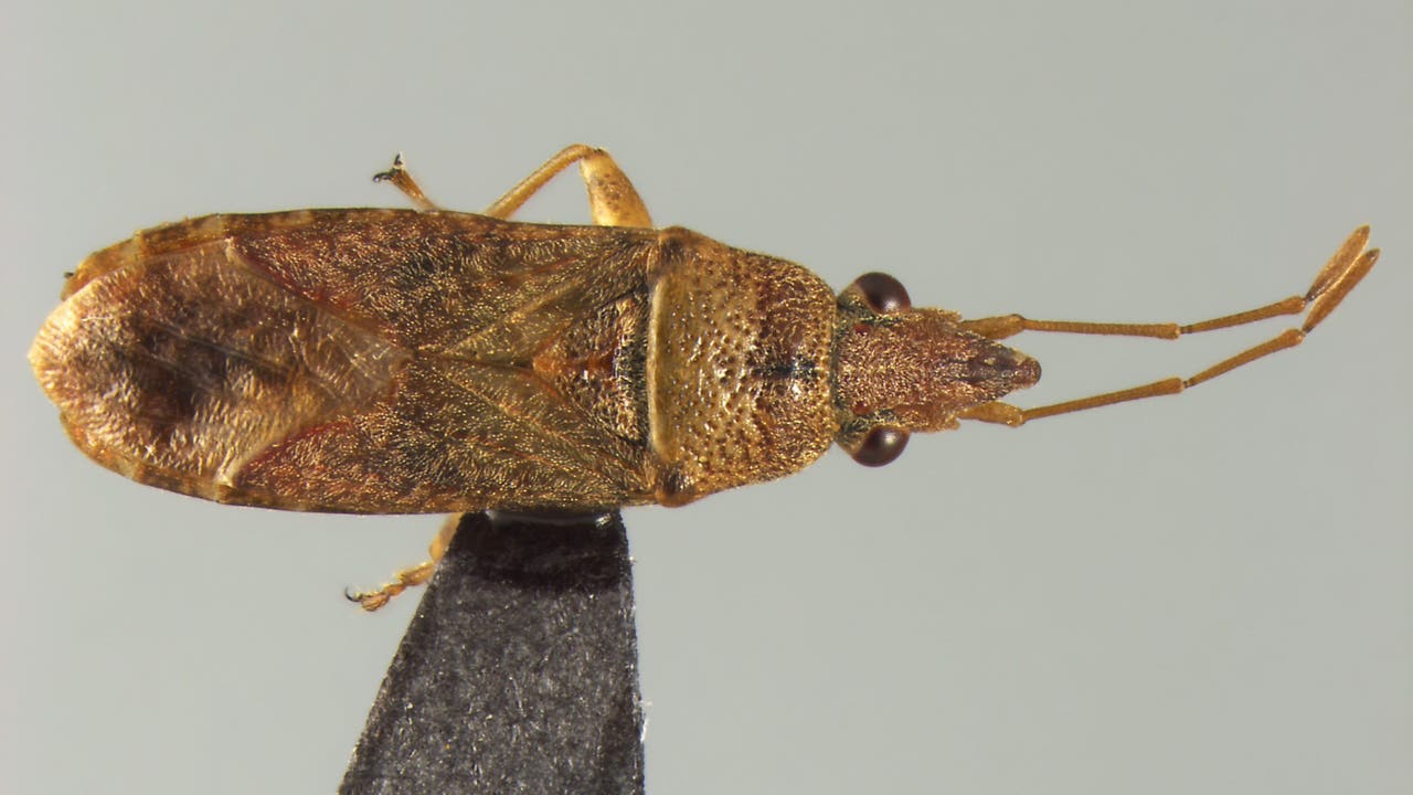 Spore spreading insect intercepted at Detroit Metro Airport