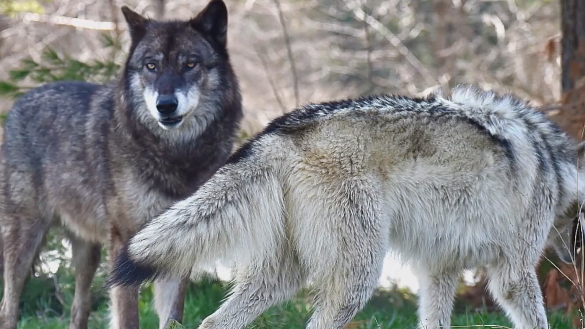 Legislation reintroduced to remove gray wolf from endangered species list