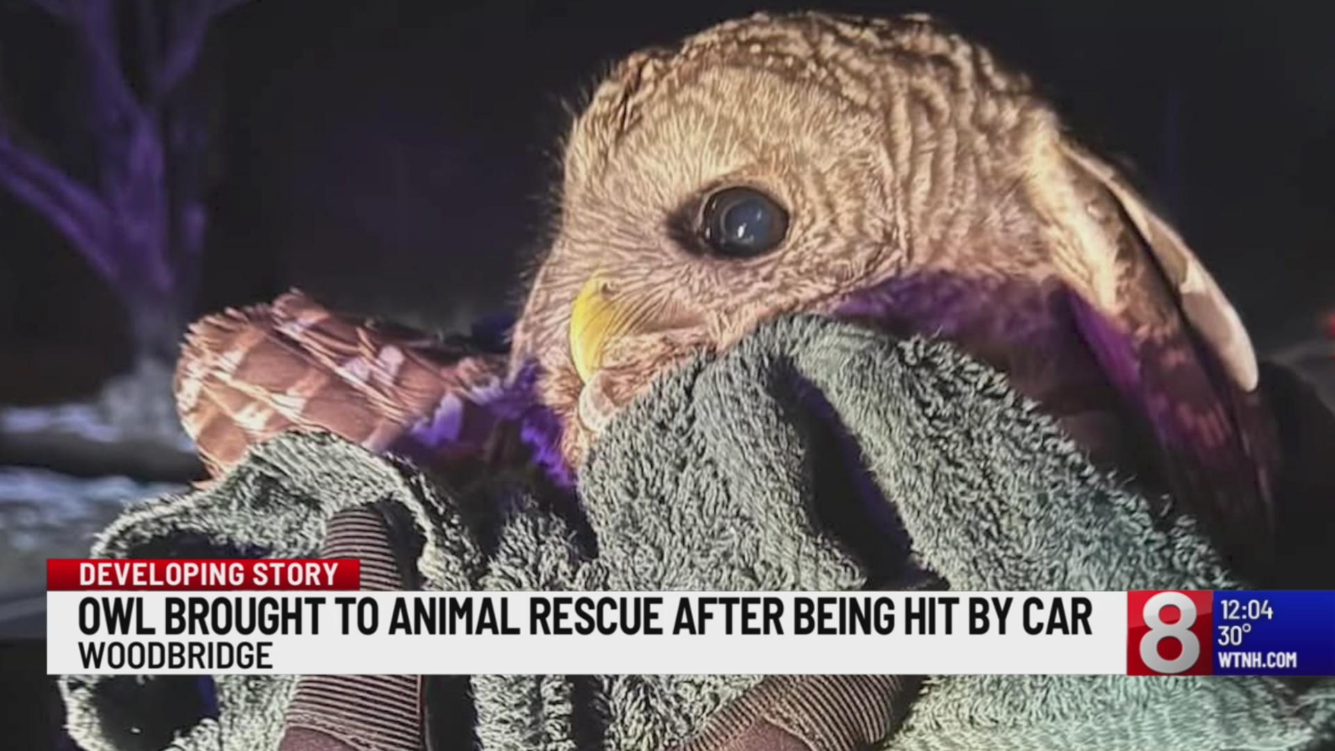 Owl injured in crash rescued by Woodbridge police