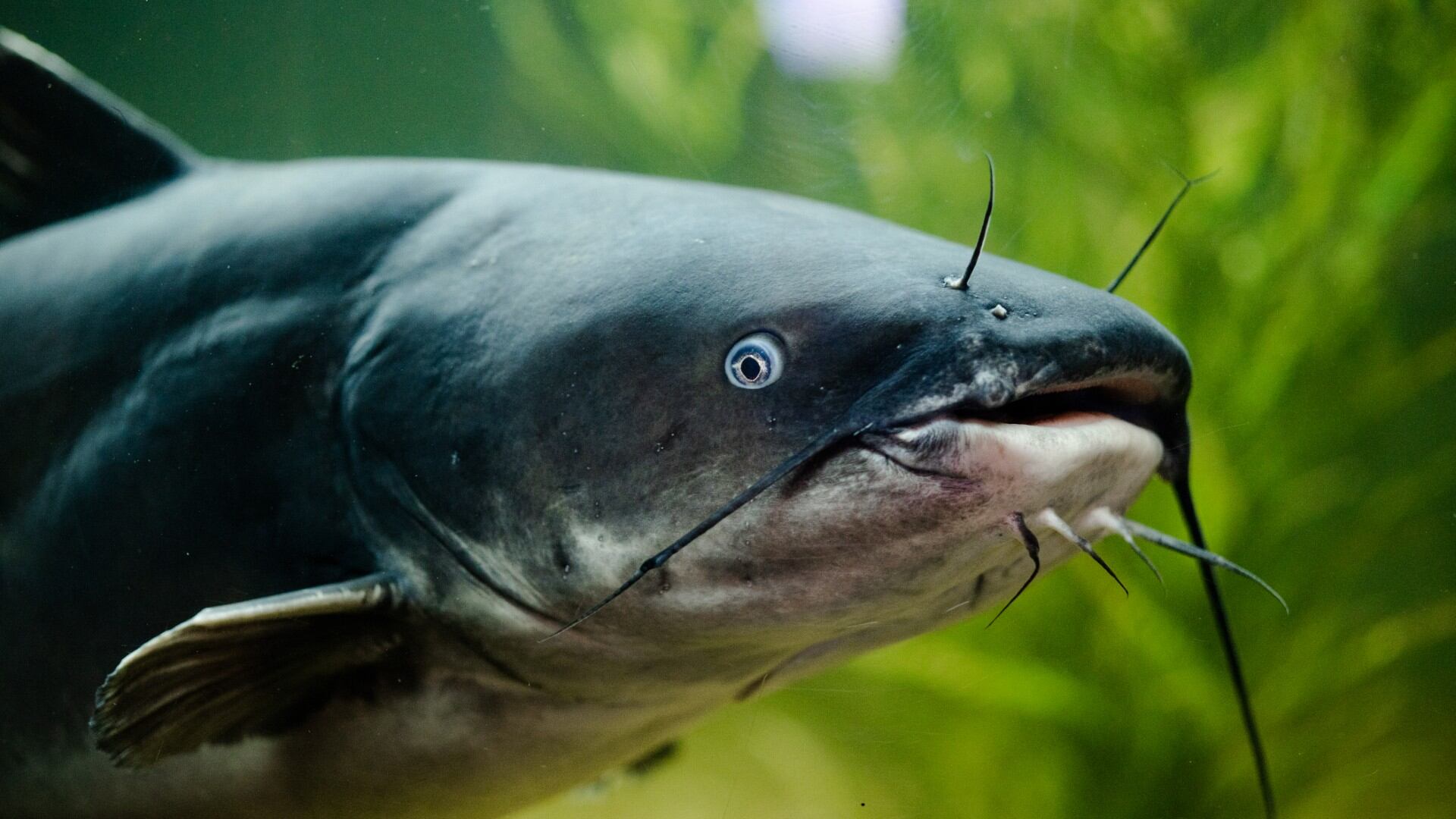 Medicine Park Aquarium announces death of beloved Blue Catfish