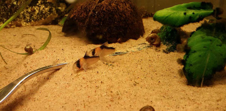 How to Choose the Best Aquarium Substrate: 5 Tips