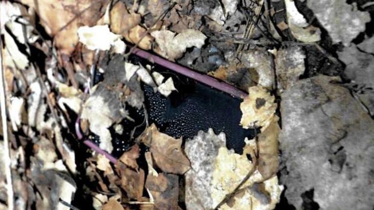 Delphi murders: State’s filing includes photos of Libby German’s iPhone ...